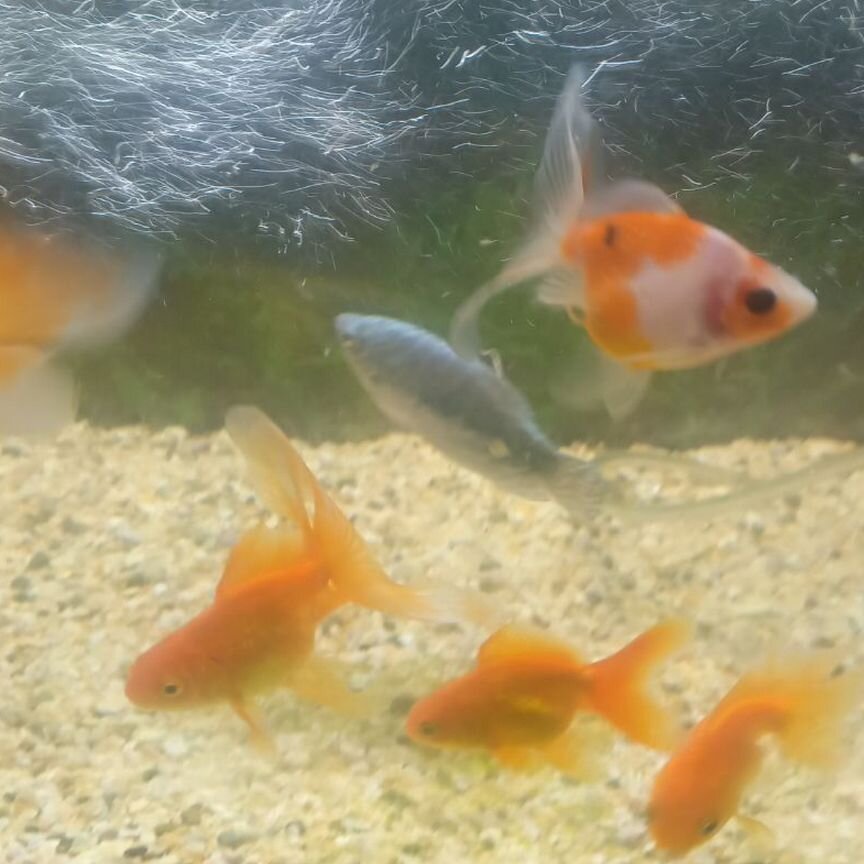 Аквариумные рыбки