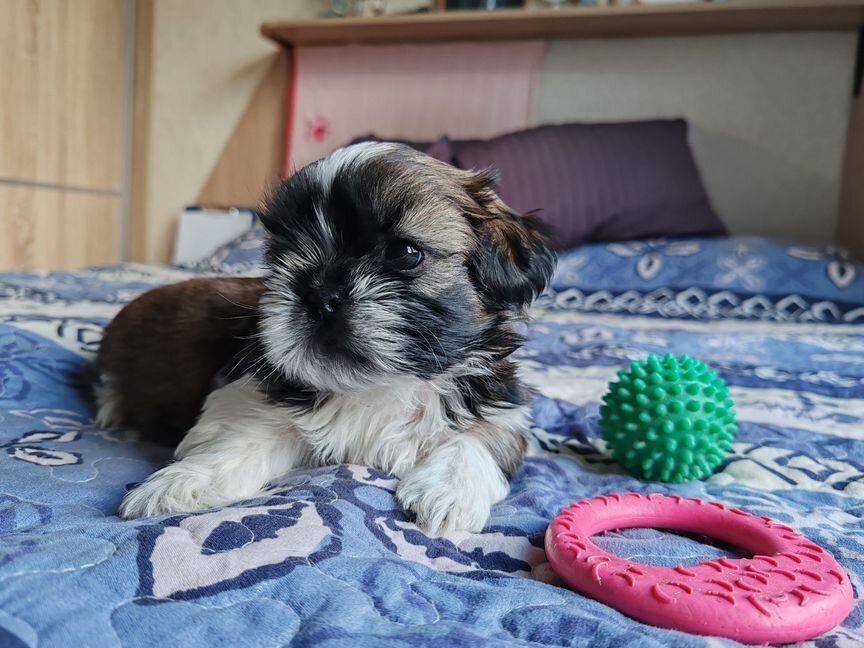 Щенки ши-тцу