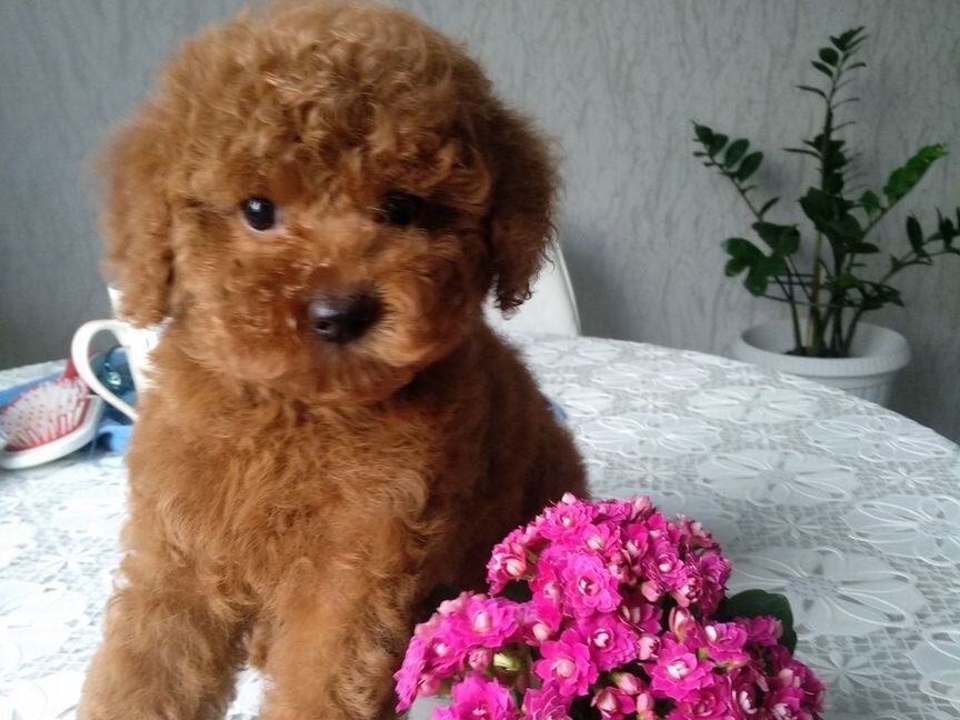 Щенки той пуделя