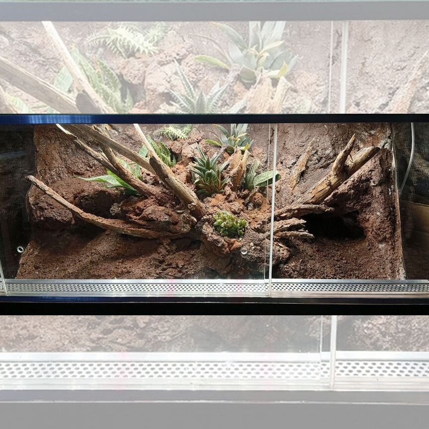 Пустынный террариум
