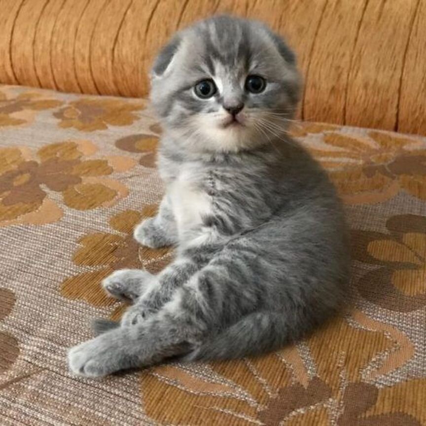 Шотландская вислоухая
