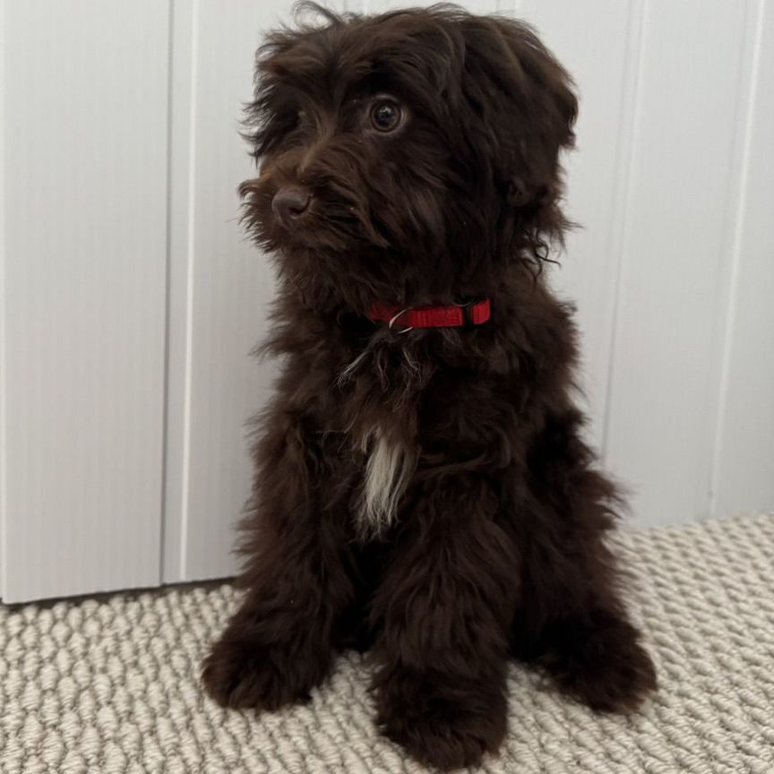 Мальтипу, щенок