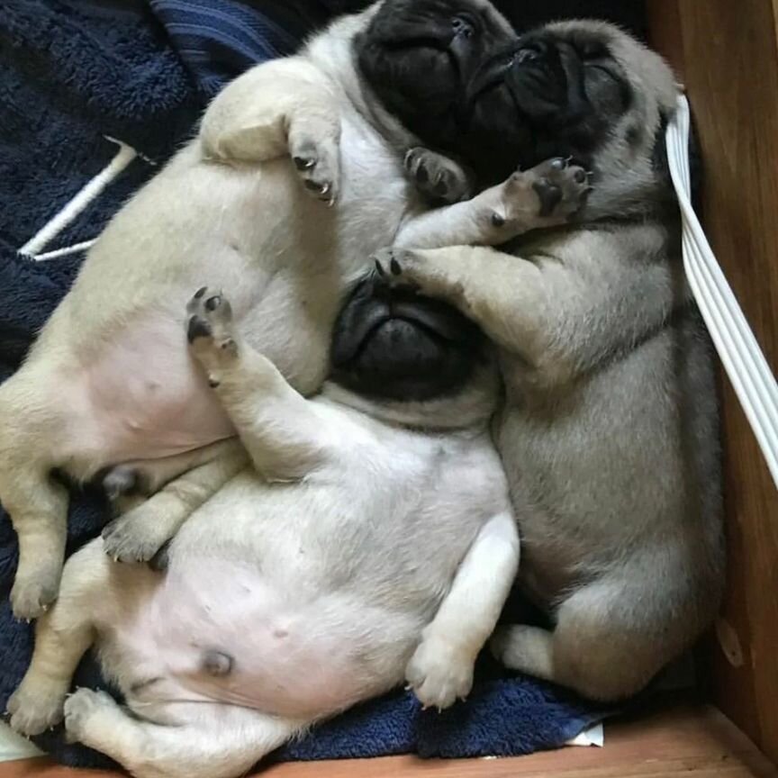 Мопс, щенок