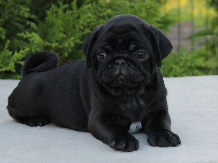 Высокопородные щенки мопса