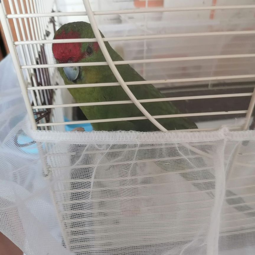 Попугай какарик