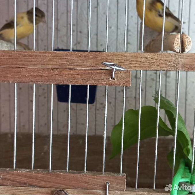 Продажа канареек самочки