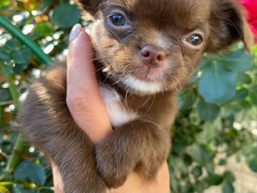 Девочка малышка