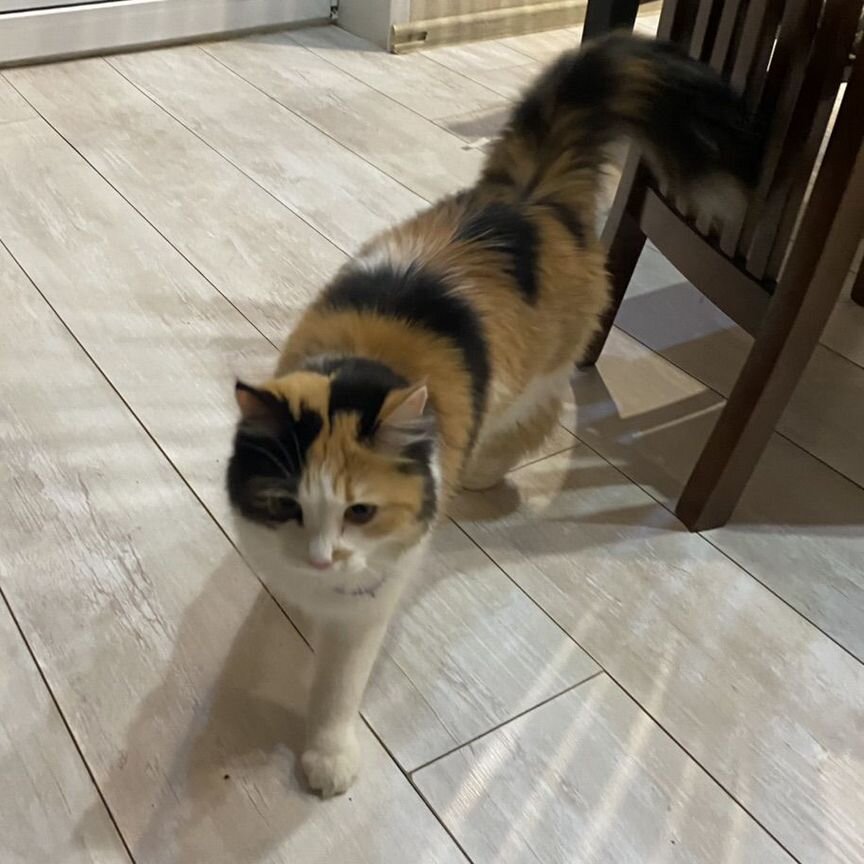 Красивая кошечка
