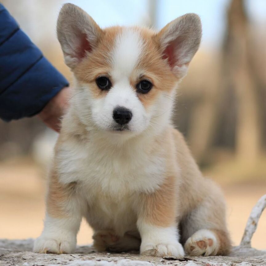 Вельш Корги Пемброк, щенок