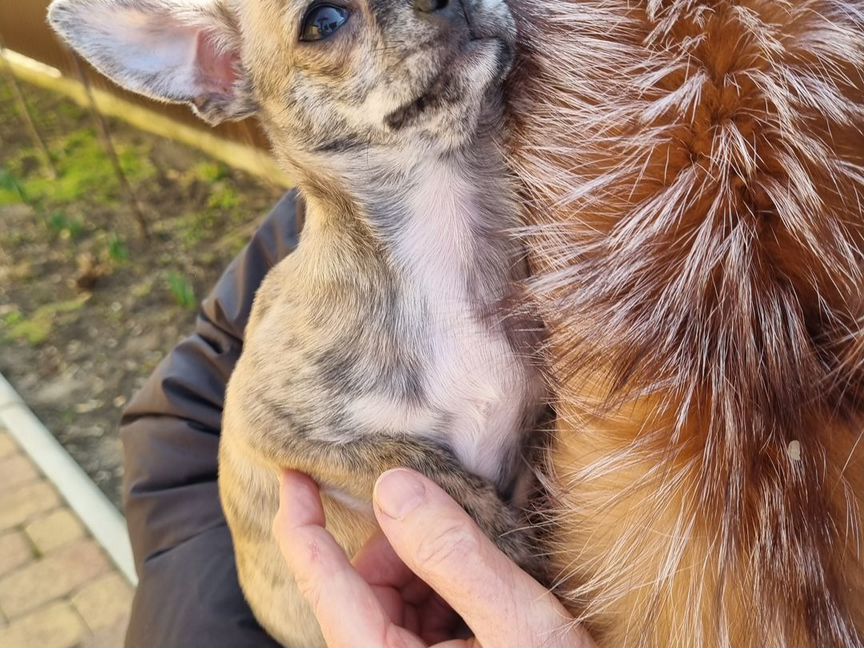 Чихуахуа тигровая девочка