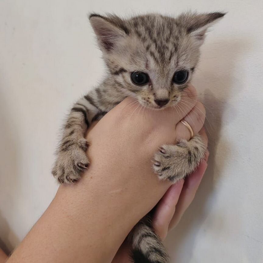 Отдам в добрые руки котят