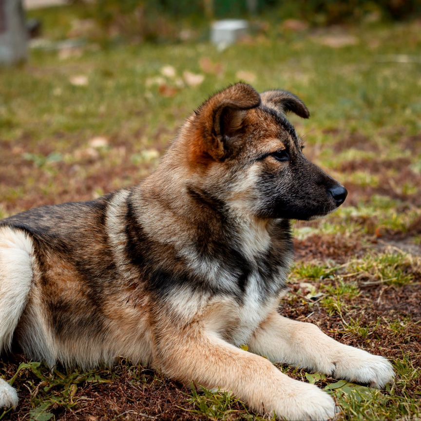 Собака девочка