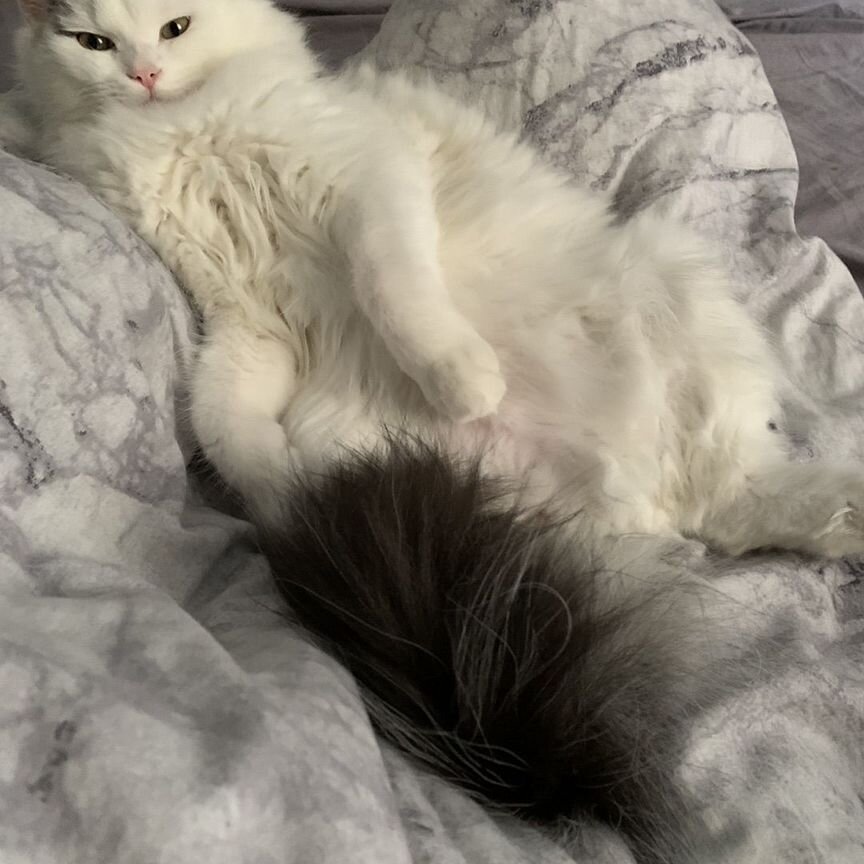 Кот
