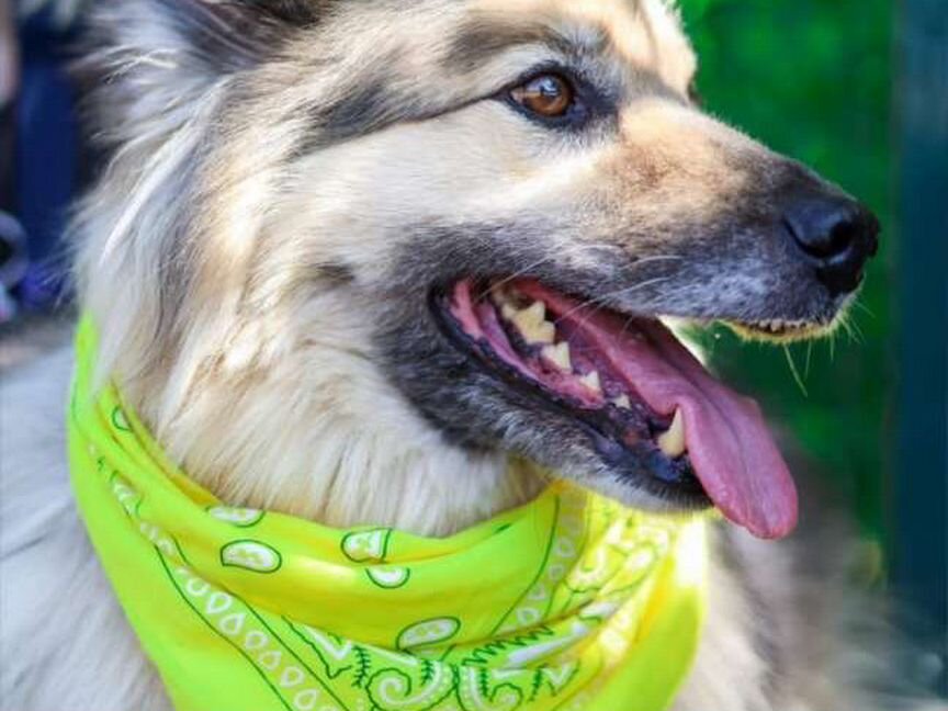 Собака из приюта