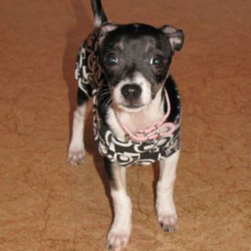 Русский той-терьер, щенок