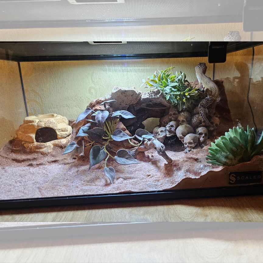 Террариум для эублефара