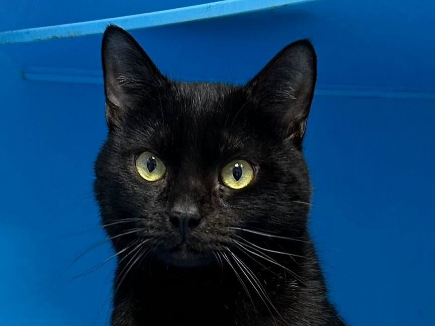 Плюха ищет дом