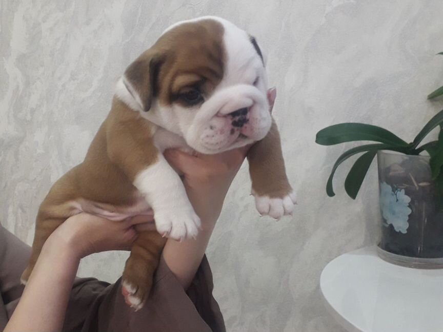 Продам щенков