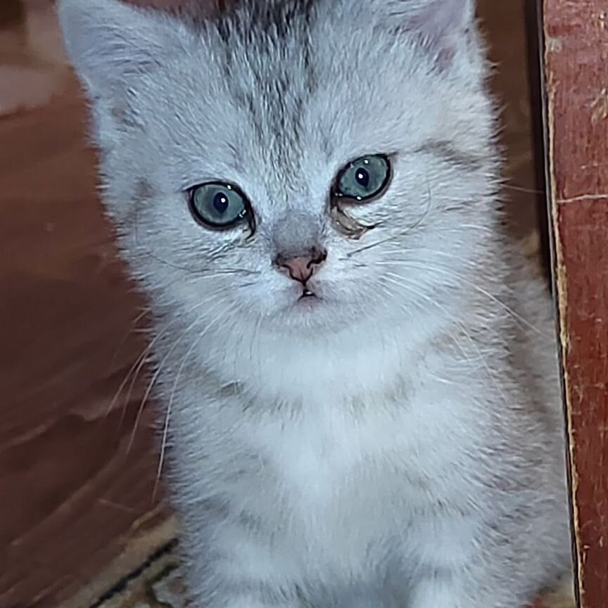 Шотландская