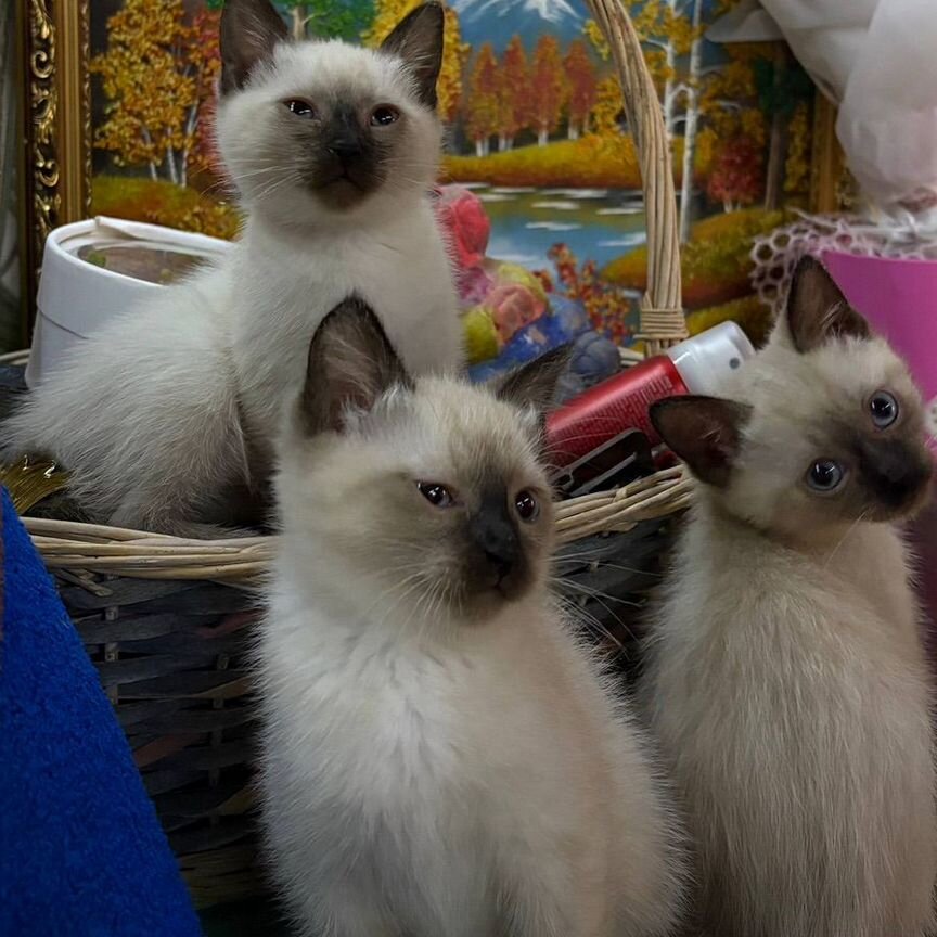 Тайский котёнок