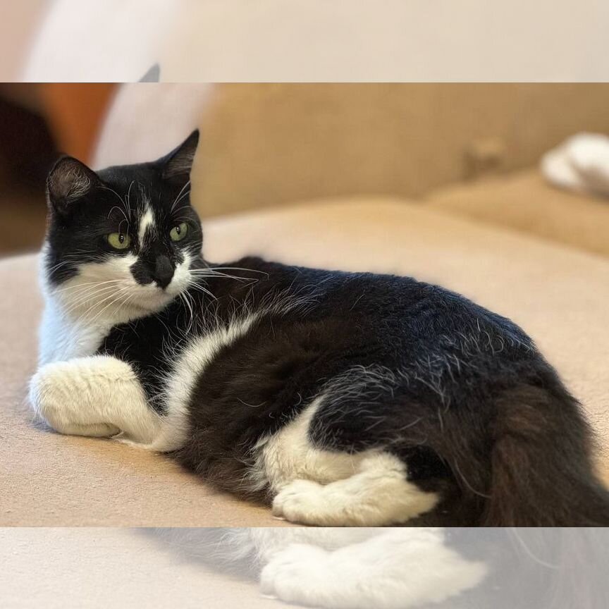 Ласковая кошечка Сима ищет дом