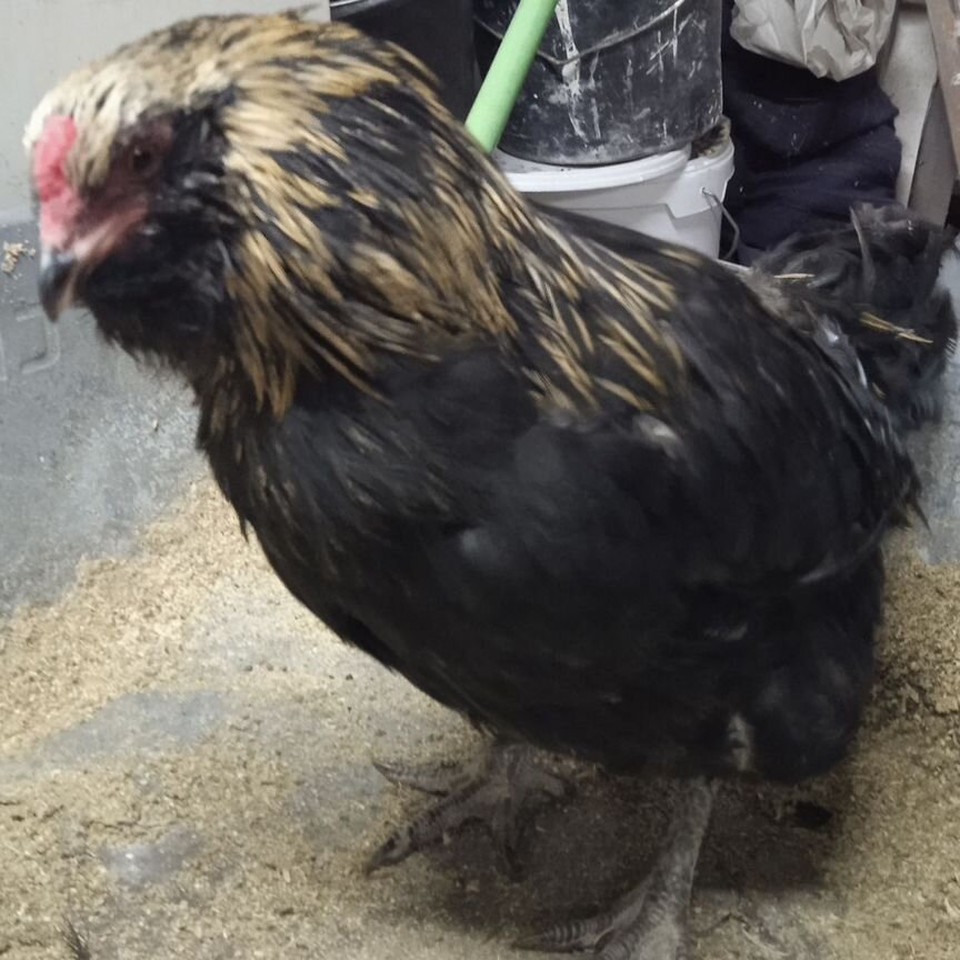 Молодые петухи,породы амераукан