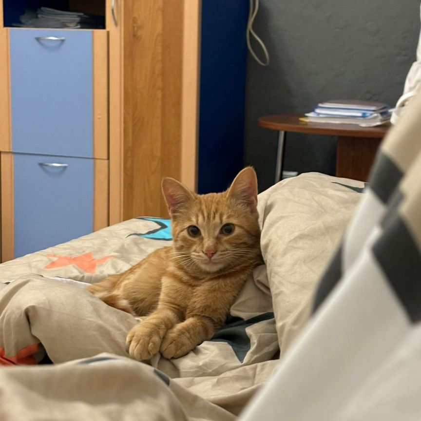 Котенок мальчик 3-4 мес