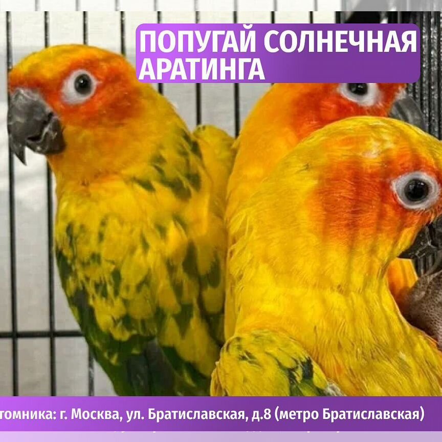 Попугай аратинга