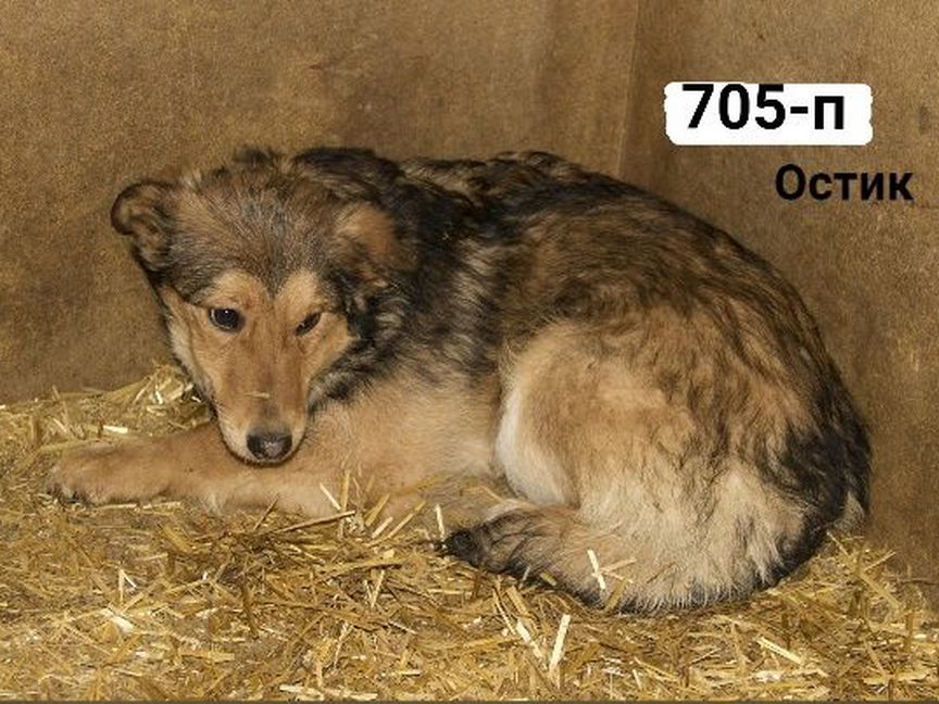 Собаки желают обрести семью)