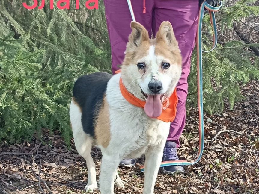 Маленькая собачка для заботливой женщины