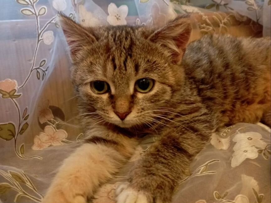Котятам некуда пойти