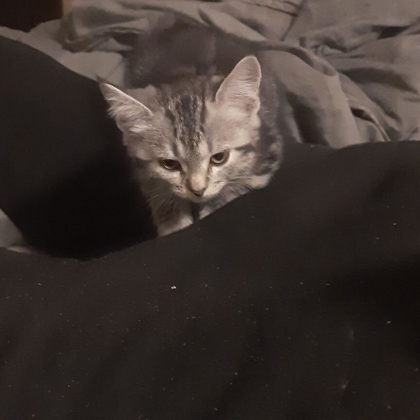 Шотландская киса