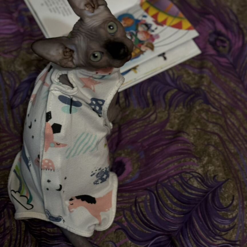 Сфинкс котенок мальчик