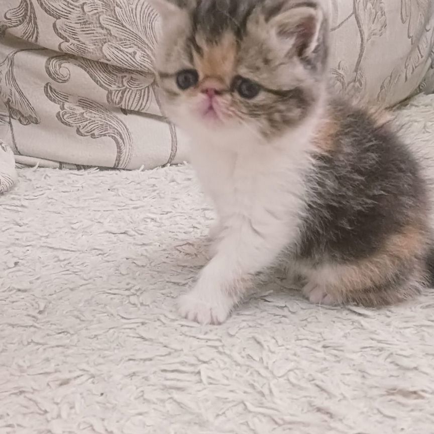 Котята персидские экстремалы