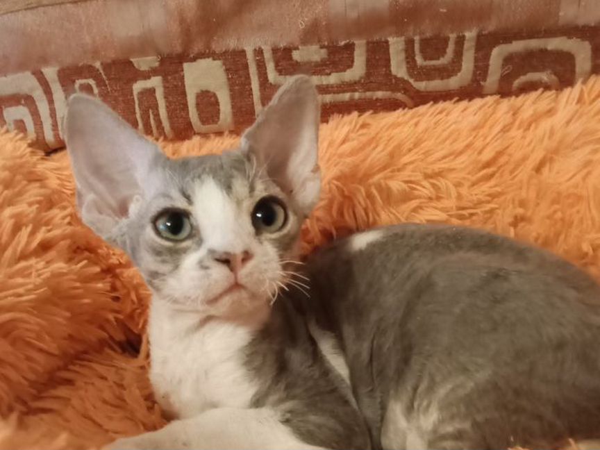 Котик девон рекс