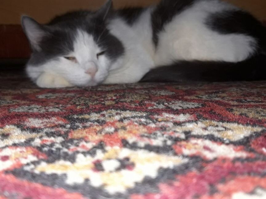 Продам котика