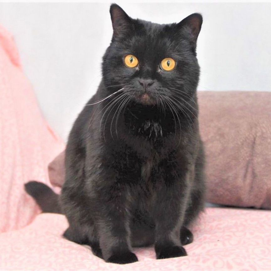 Британская принцесса в дар