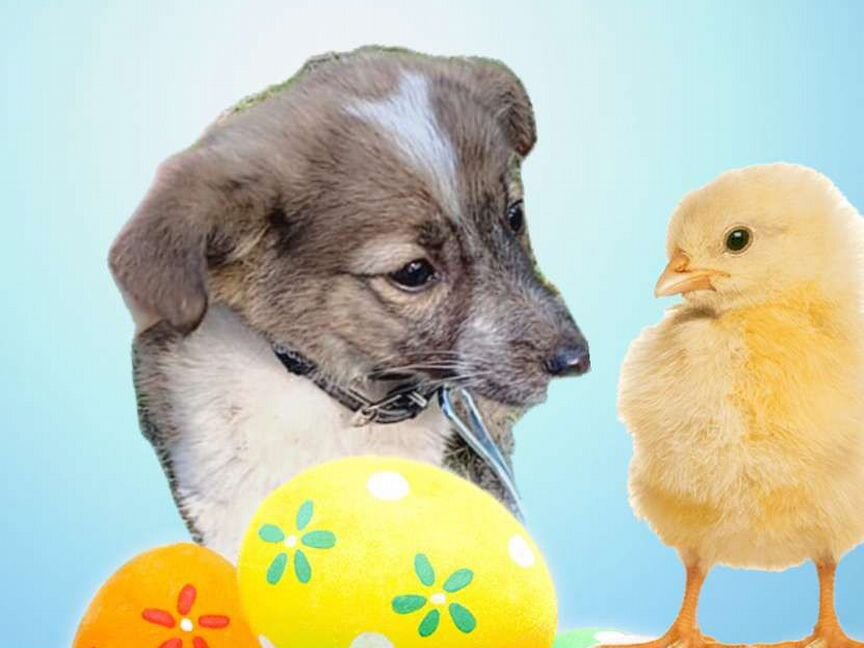 Собака щенок 3 месяца