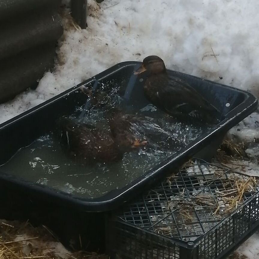 Утки подсадные для охоты