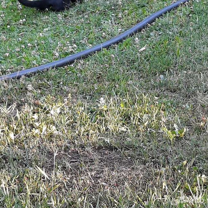 Черный котенок мышелов