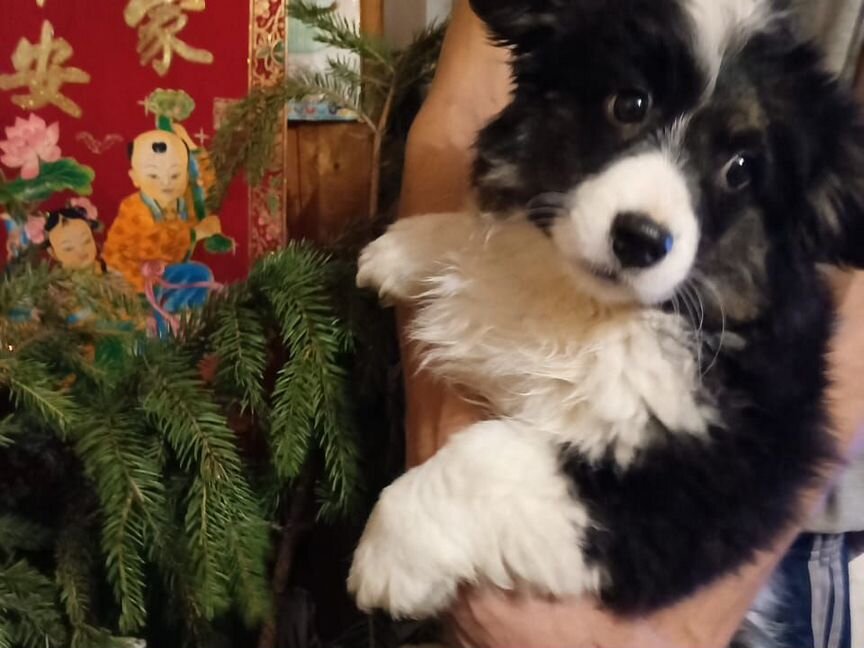 Вельш-корги кардиган флаффи