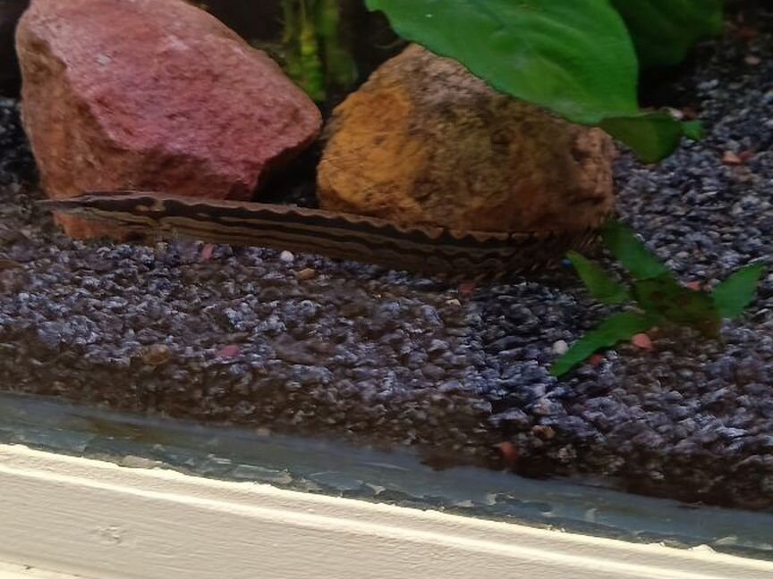 Макрогнатус