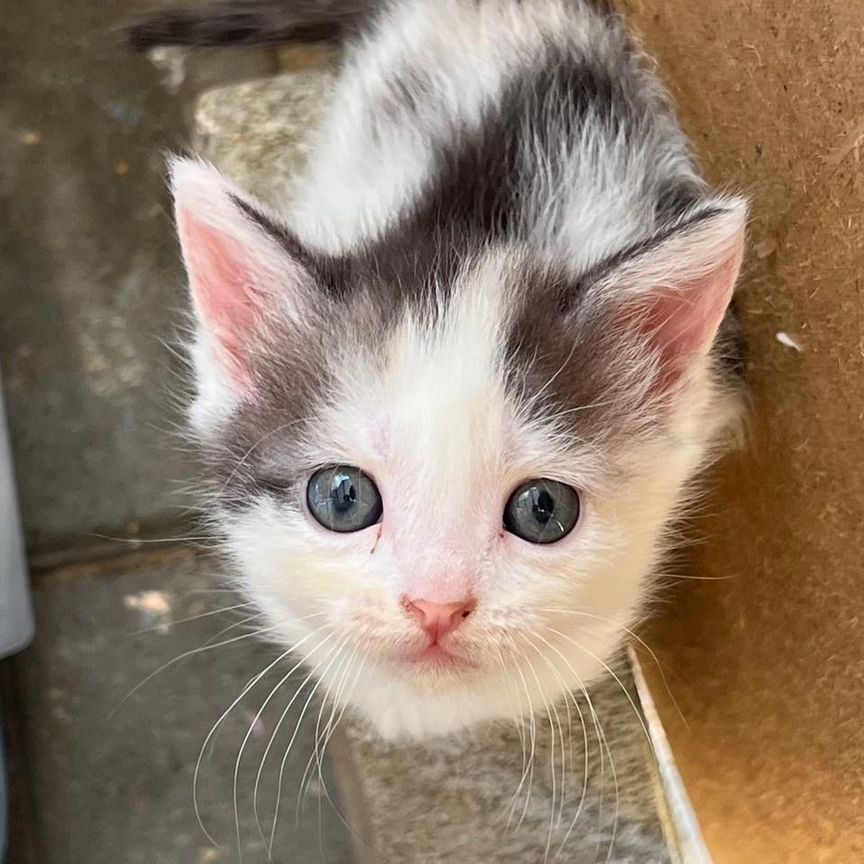 Забавный мальчишка в добрые руки