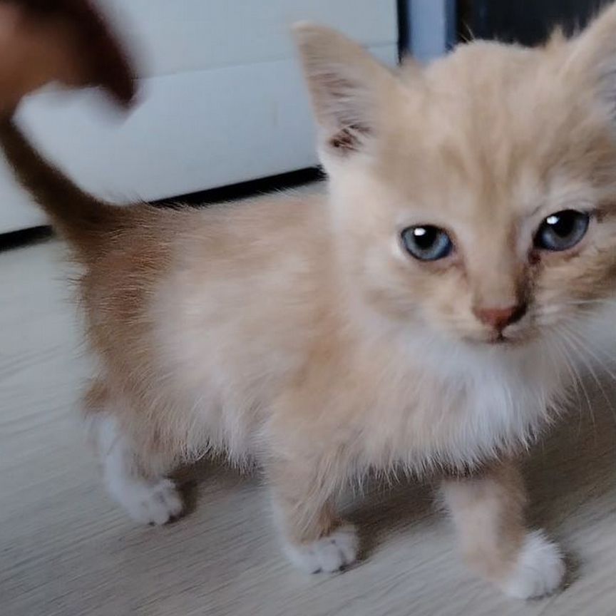 Котёнок в добрые руки