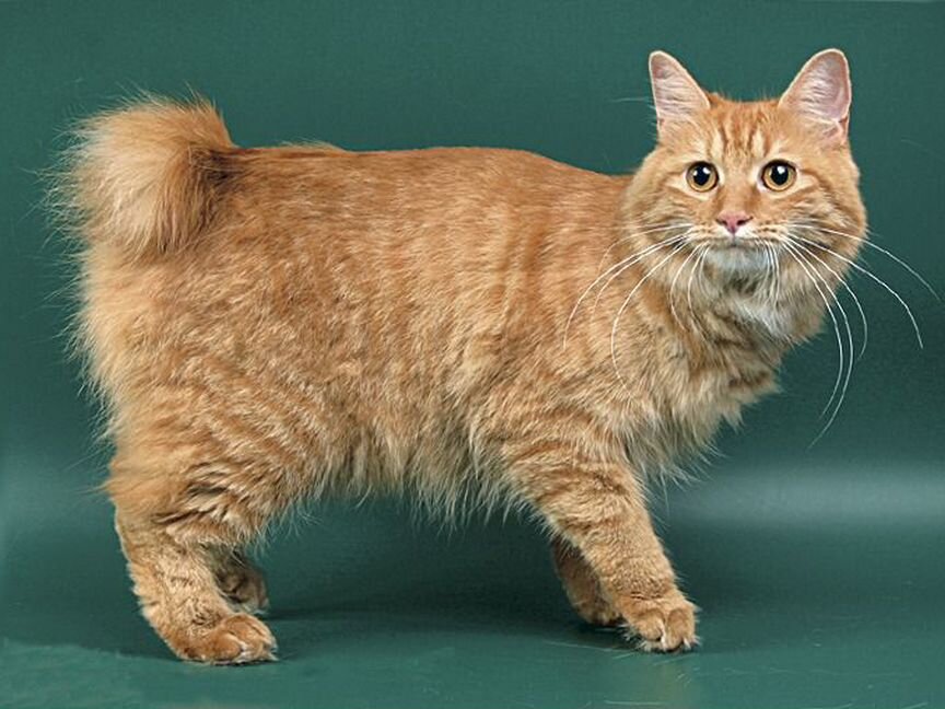 Курильский бобтейл