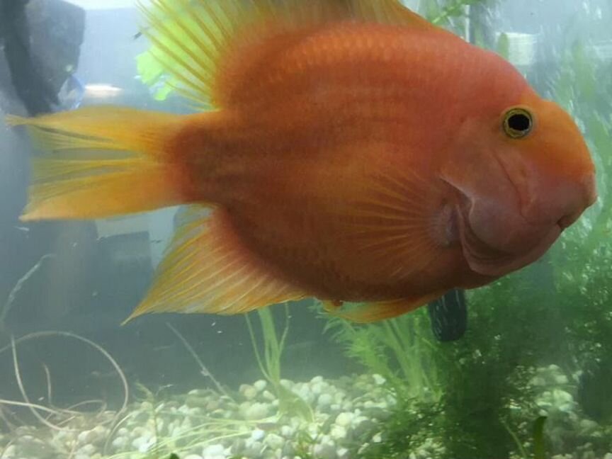 Рыба попугай. Крупная, здоровая