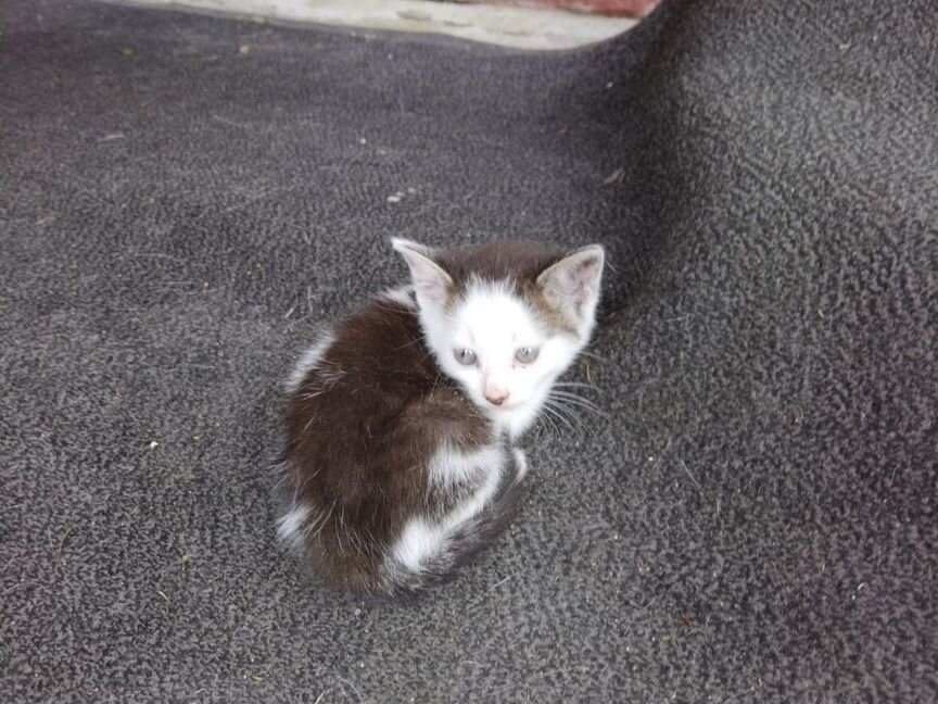 Отдам в добрые руки котят(4 котёнка)