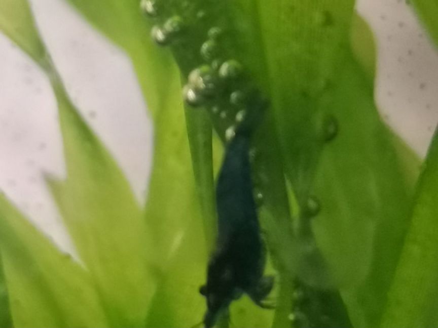 Креветки синие