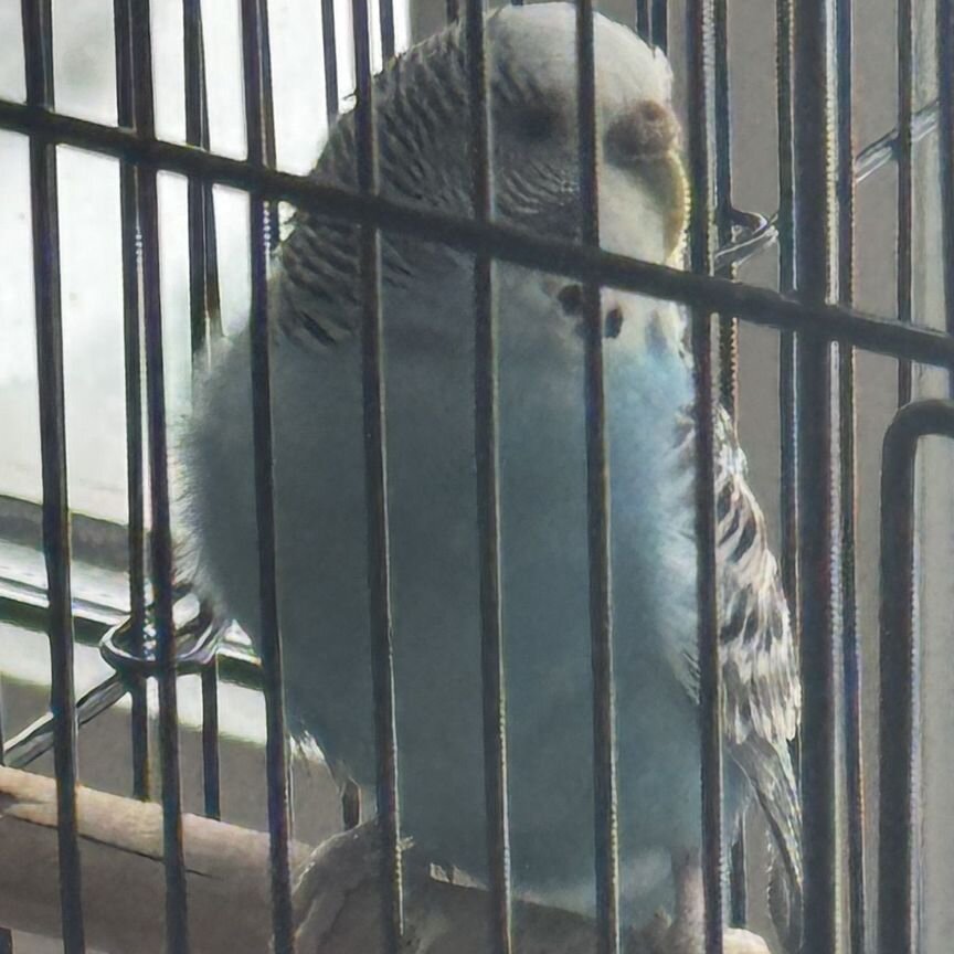 Волнистый попугай 2 шт с клеткой