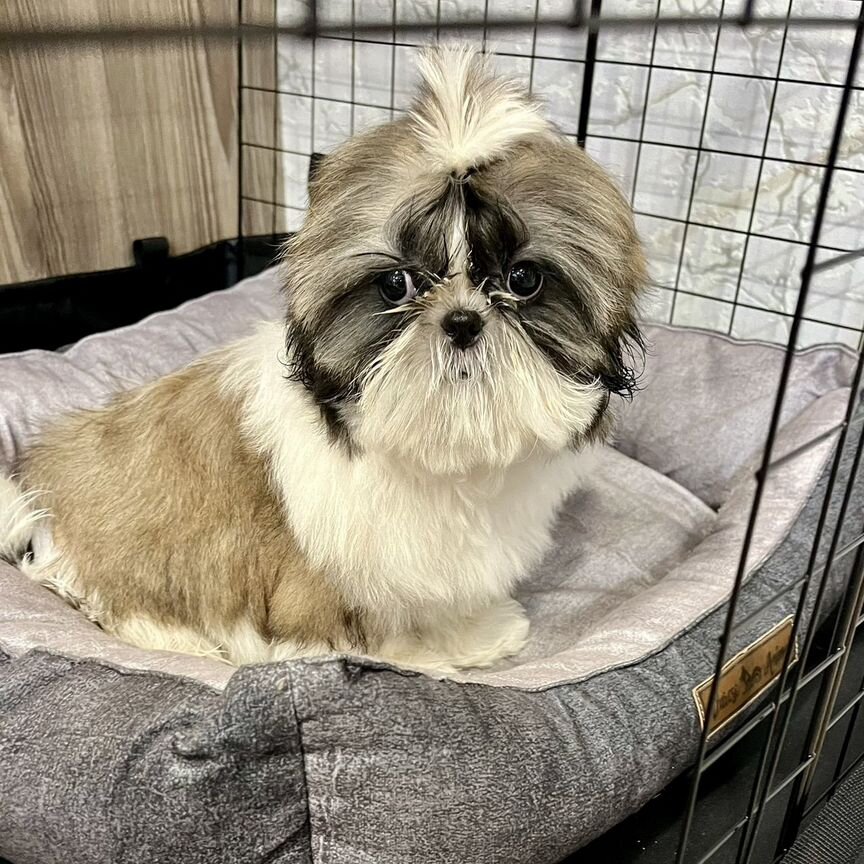 Щенки ши-тцу девочки